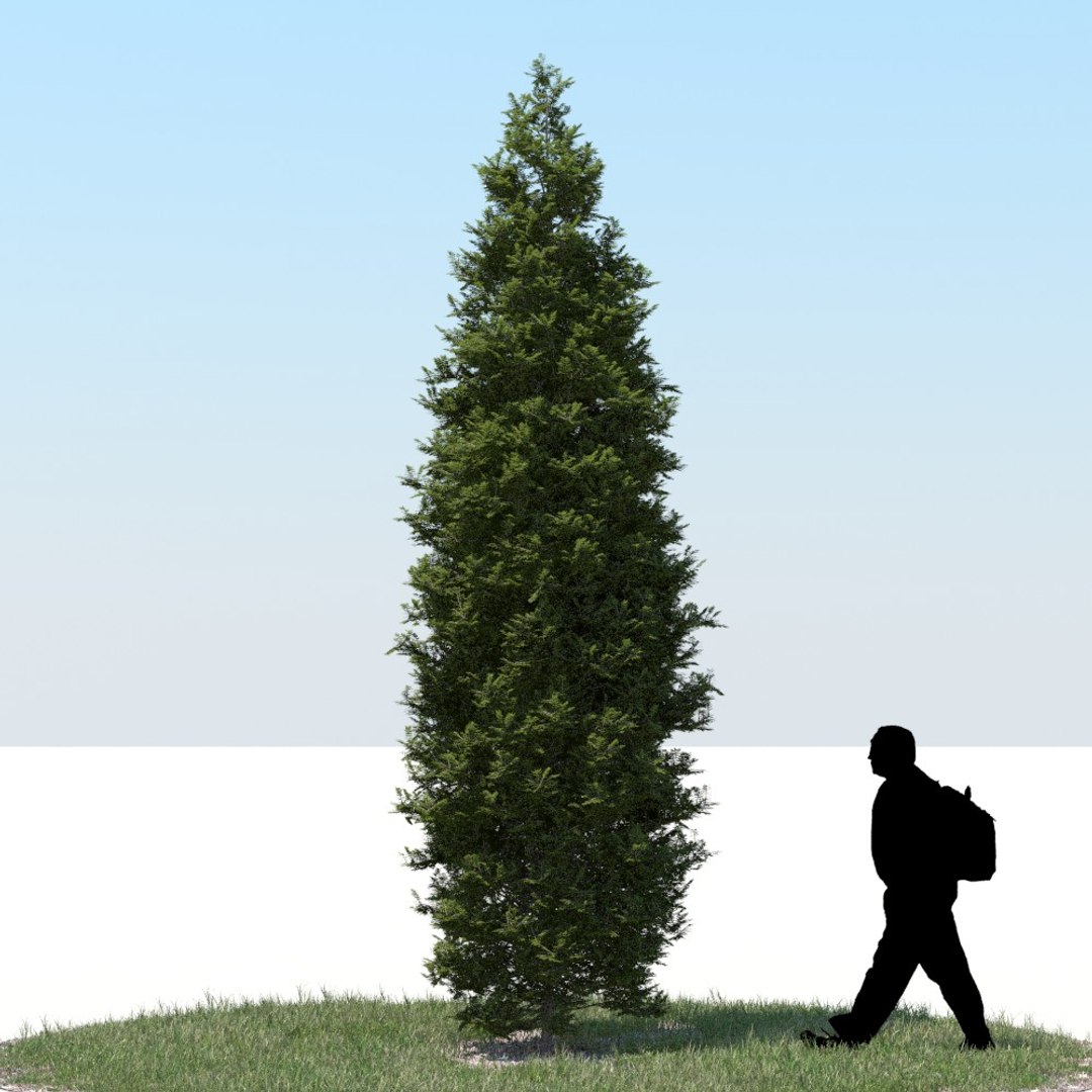 Realistic Thuja Tree 3d Max