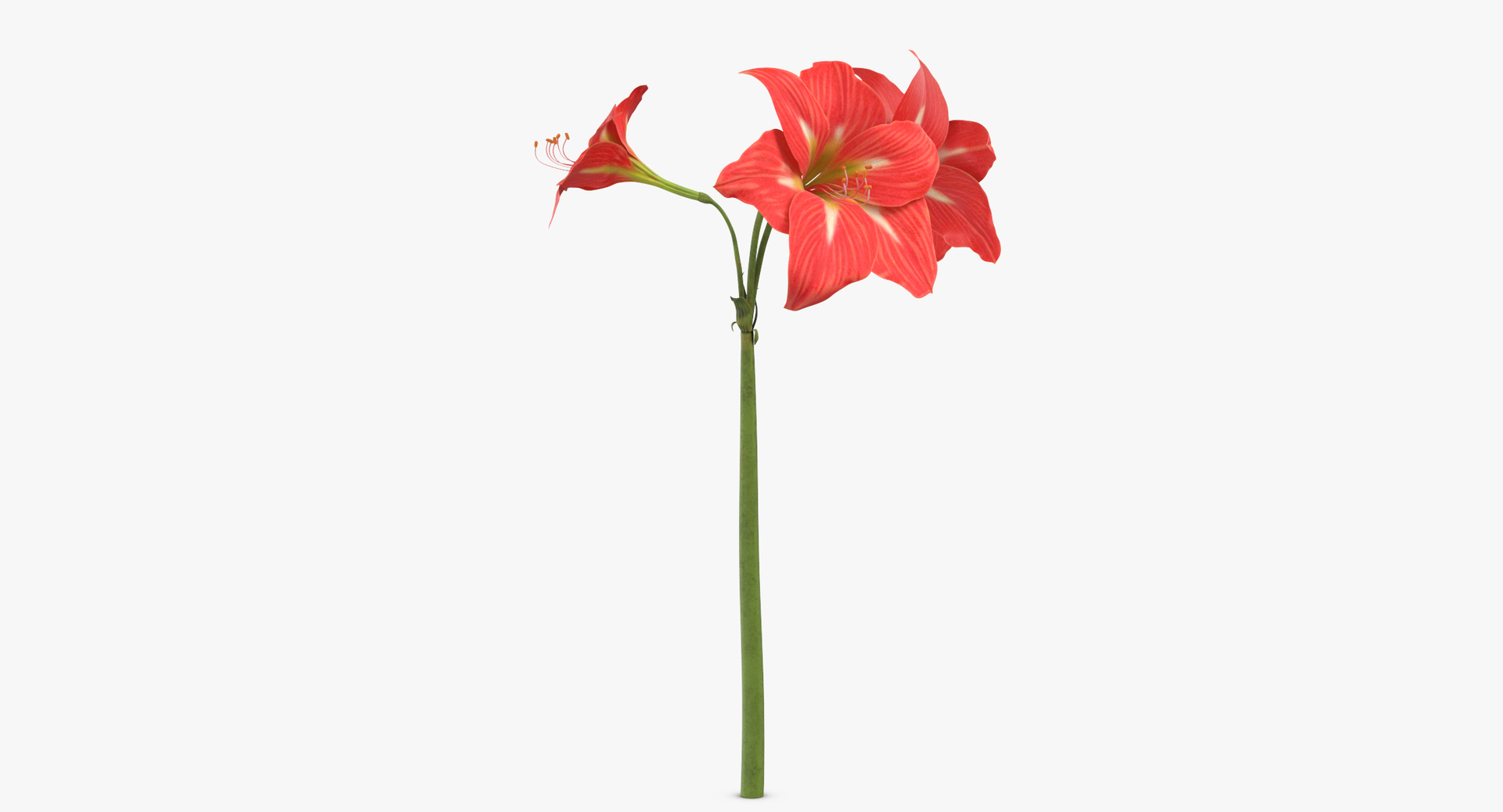 3D Model Red Flowers 01 - TurboSquid 1449941
