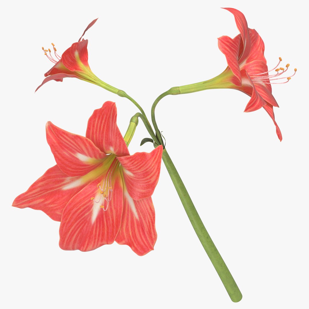 3D Model Red Flowers 01 - TurboSquid 1449941