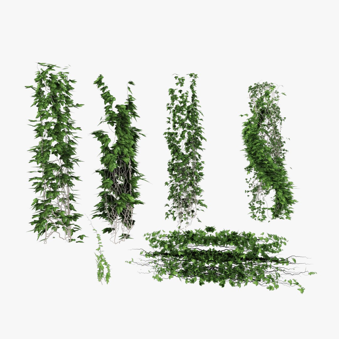 Ivy collection model - TurboSquid 1858307