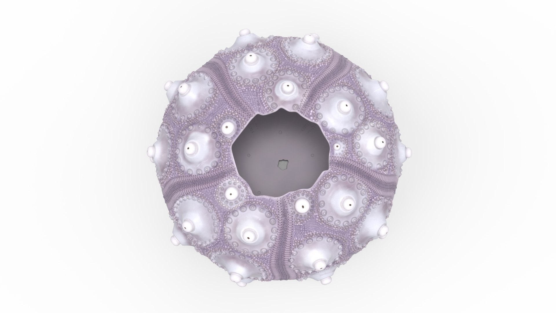 3D Purple Sputnik Sea Urchin Shell - TurboSquid 2116295