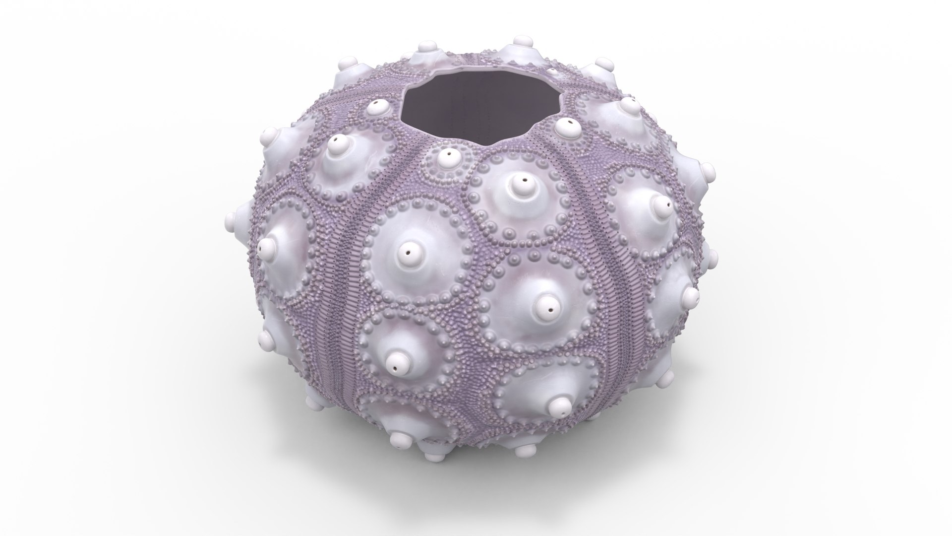 3D Purple Sputnik Sea Urchin Shell - TurboSquid 2116295