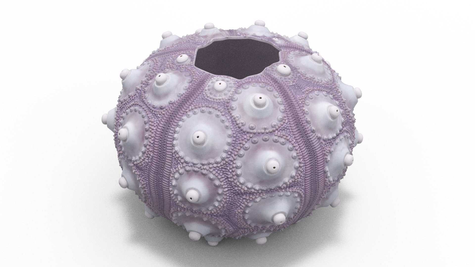 3D Purple Sputnik Sea Urchin Shell - TurboSquid 2116295