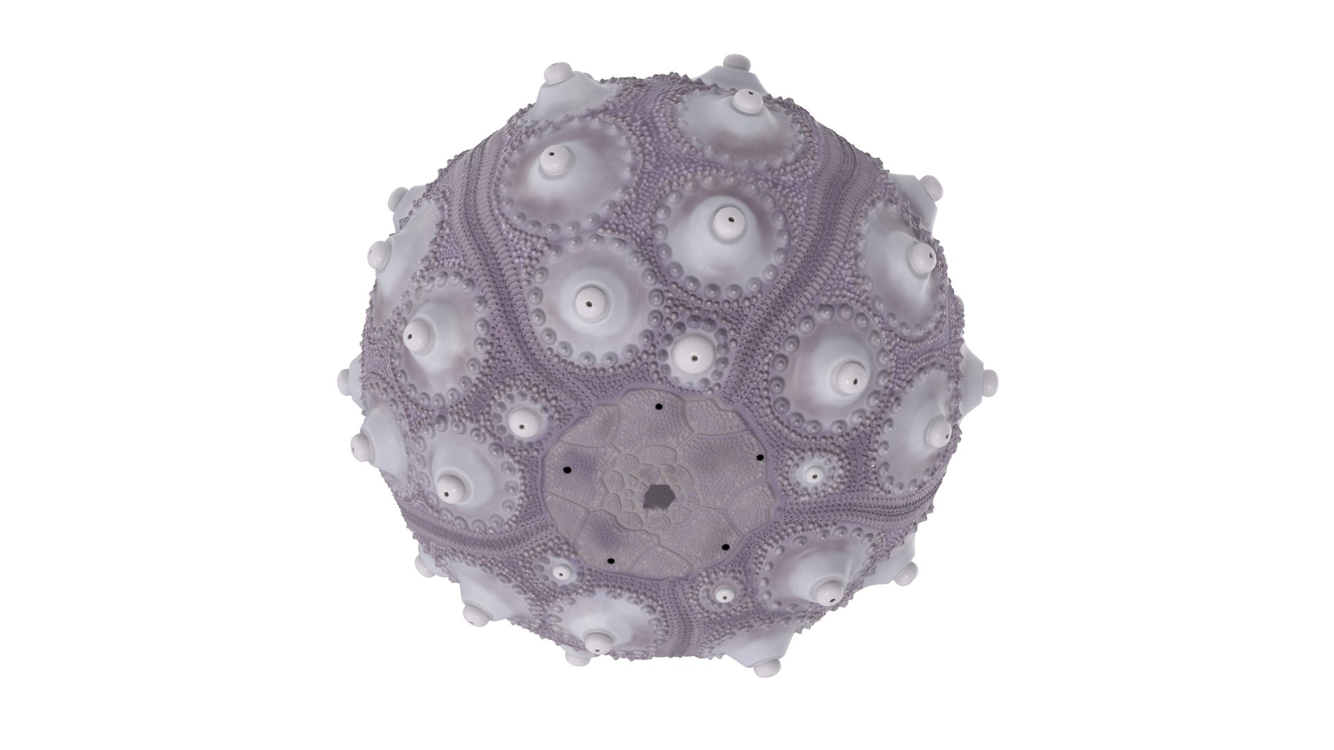 3D Purple Sputnik Sea Urchin Shell - TurboSquid 2116295