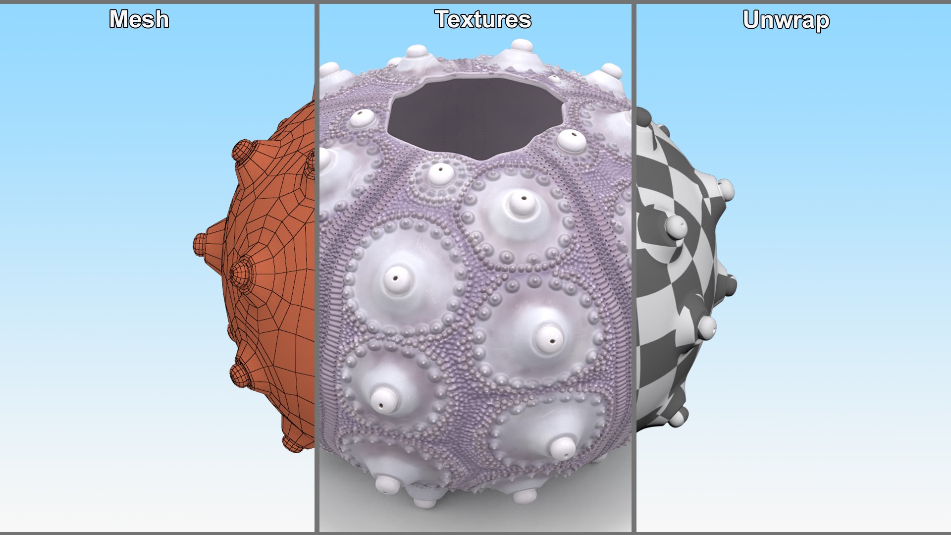 3D Purple Sputnik Sea Urchin Shell - TurboSquid 2116295