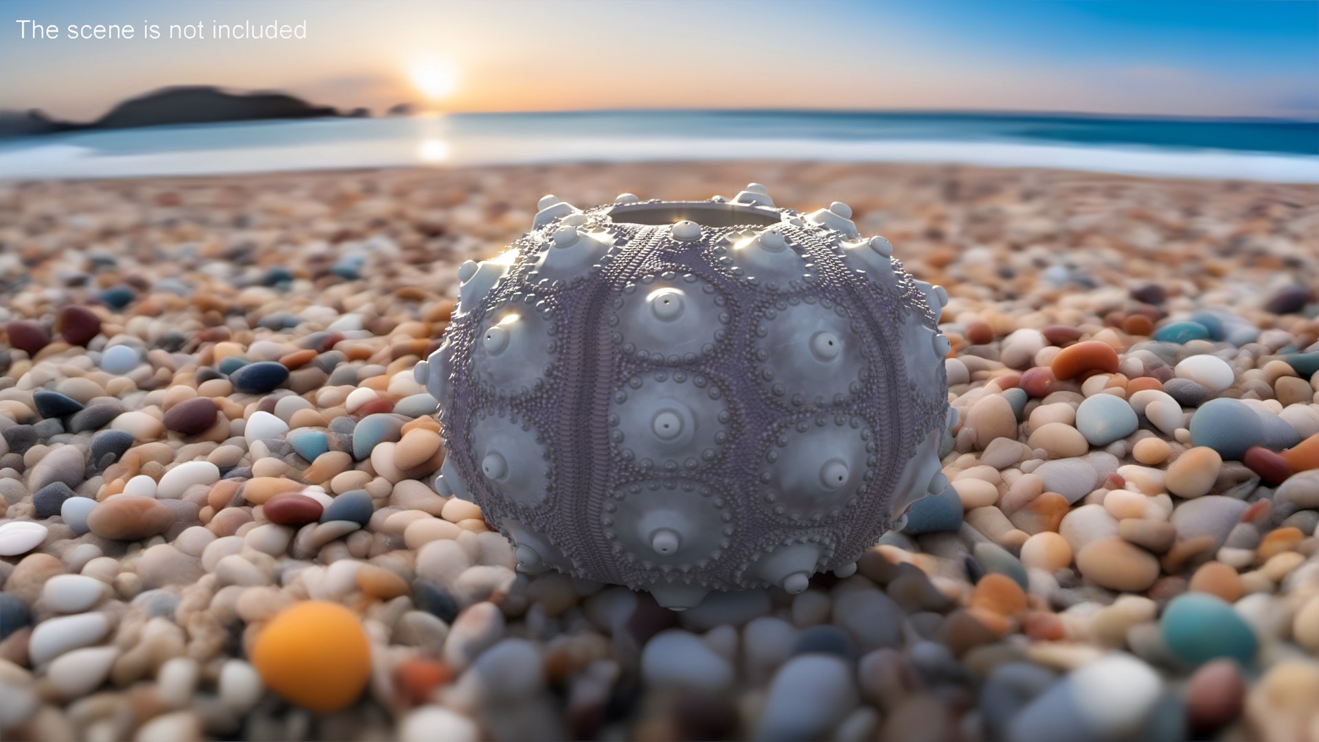 3D Purple Sputnik Sea Urchin Shell - TurboSquid 2116295