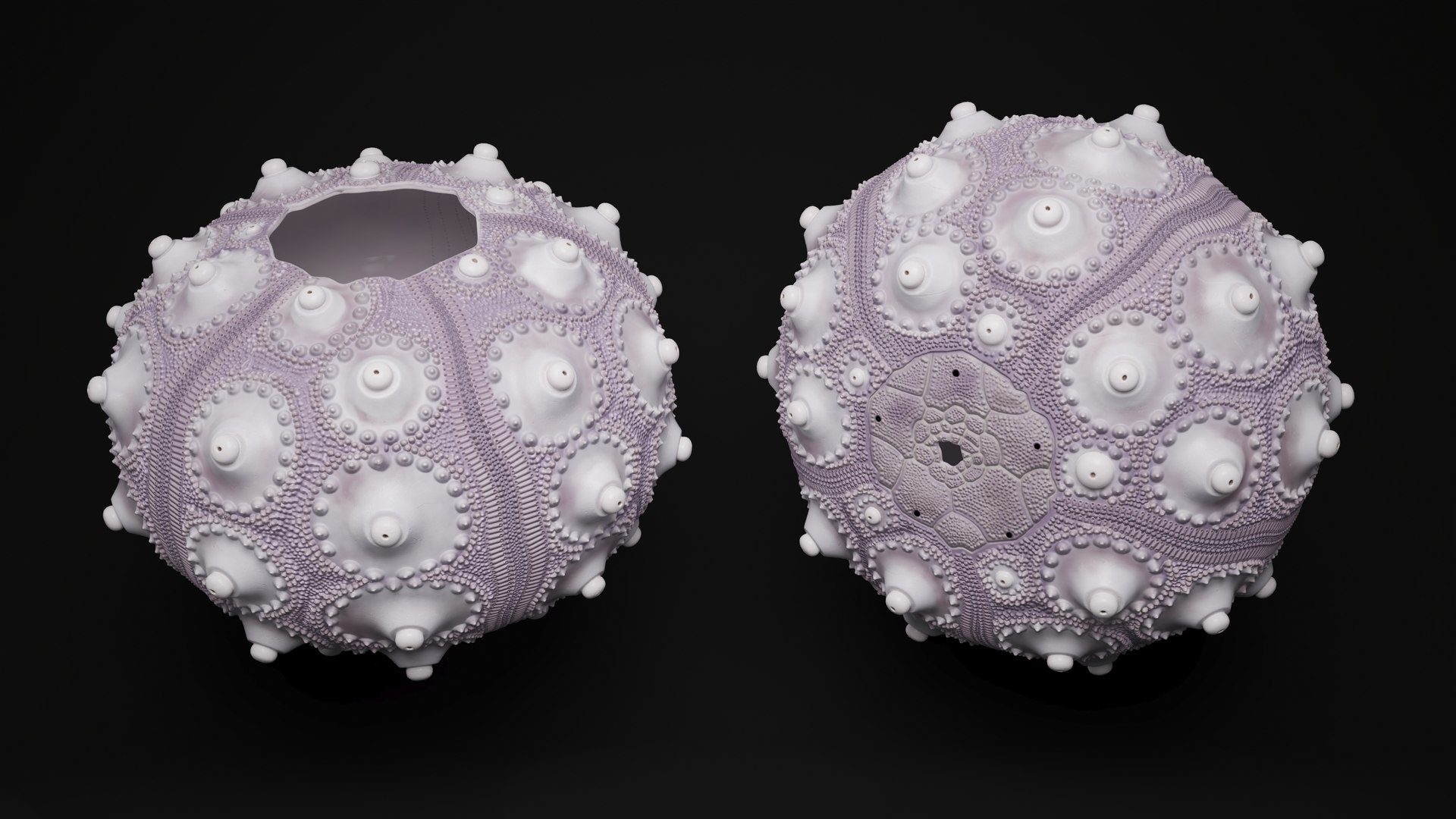 3D Purple Sputnik Sea Urchin Shell - TurboSquid 2116295
