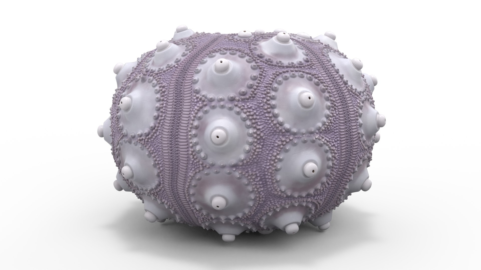 3D Purple Sputnik Sea Urchin Shell - TurboSquid 2116295