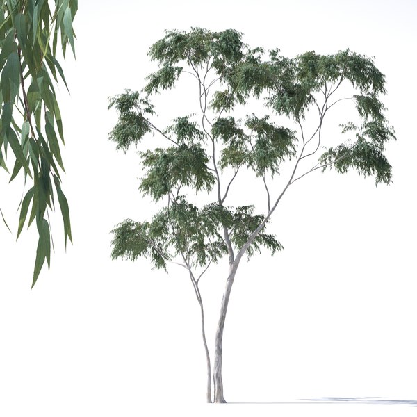 Eucalyptus 3D Models for Download | TurboSquid