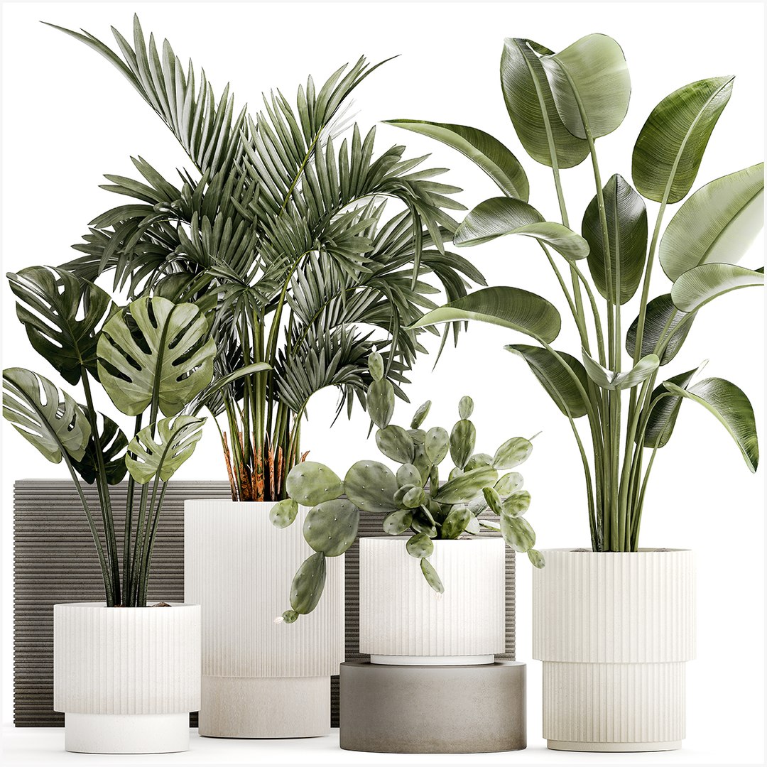 Plants white modern pot Monstera strelitzia cactus 3D model ...