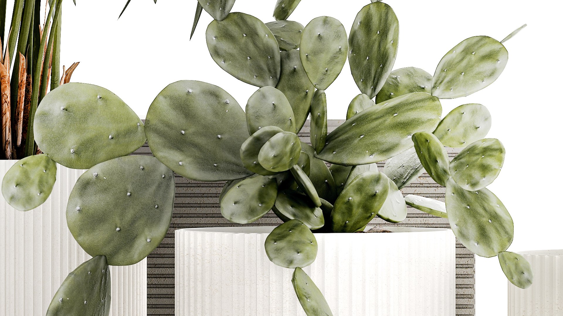 Plants white modern pot Monstera strelitzia cactus 3D model ...