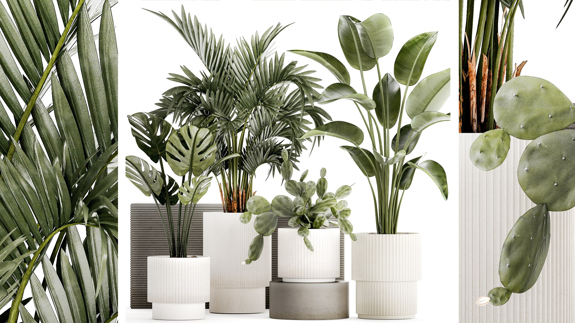 Plants white modern pot Monstera strelitzia cactus 3D model ...