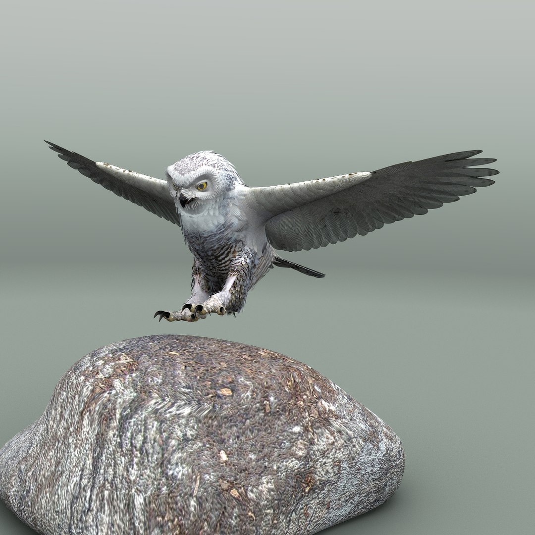snowy owl 3d model