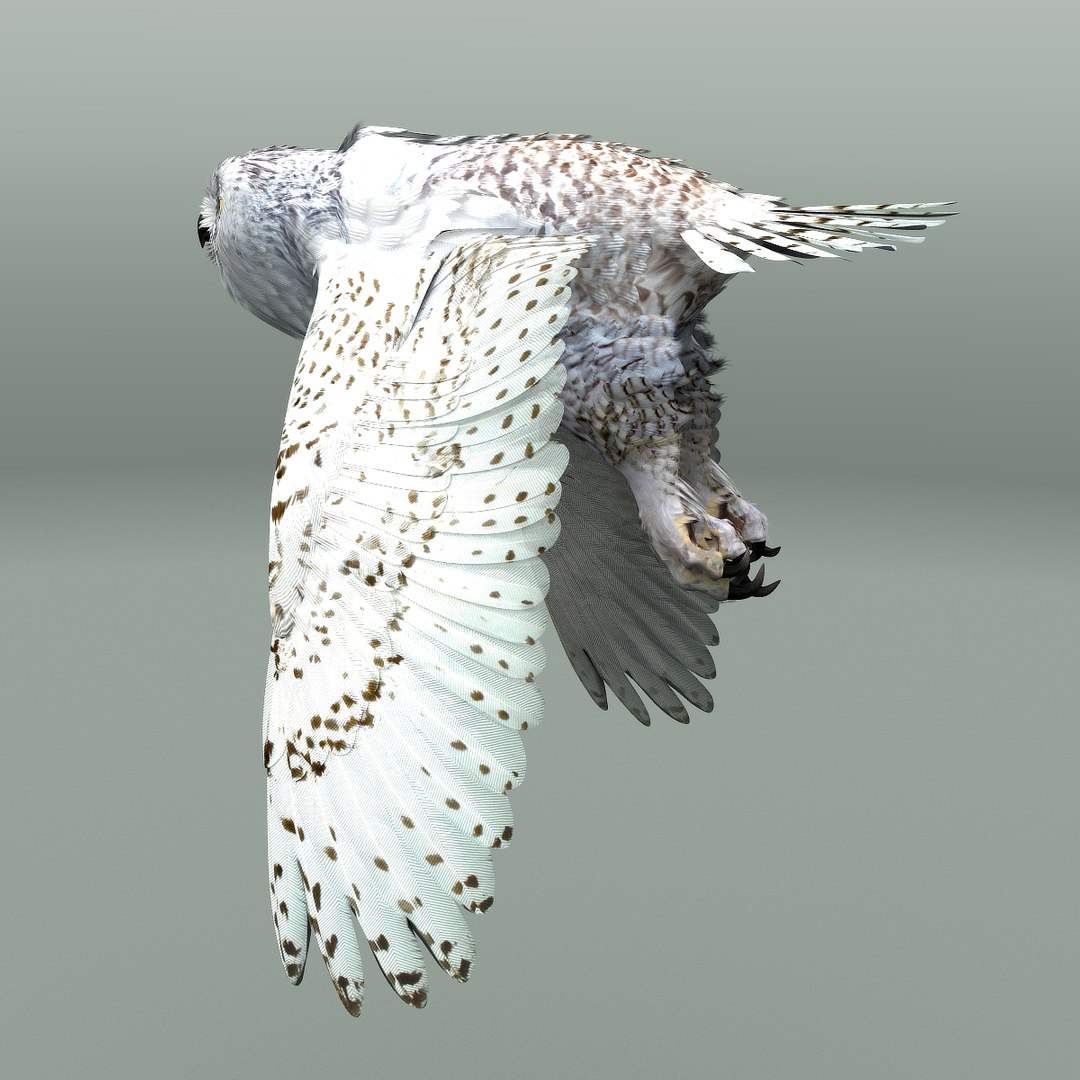 snowy owl 3d model