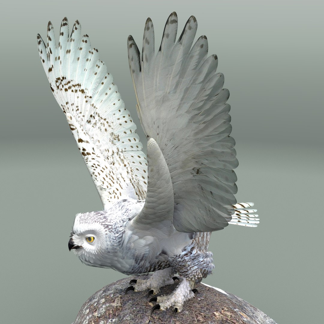snowy owl 3d model