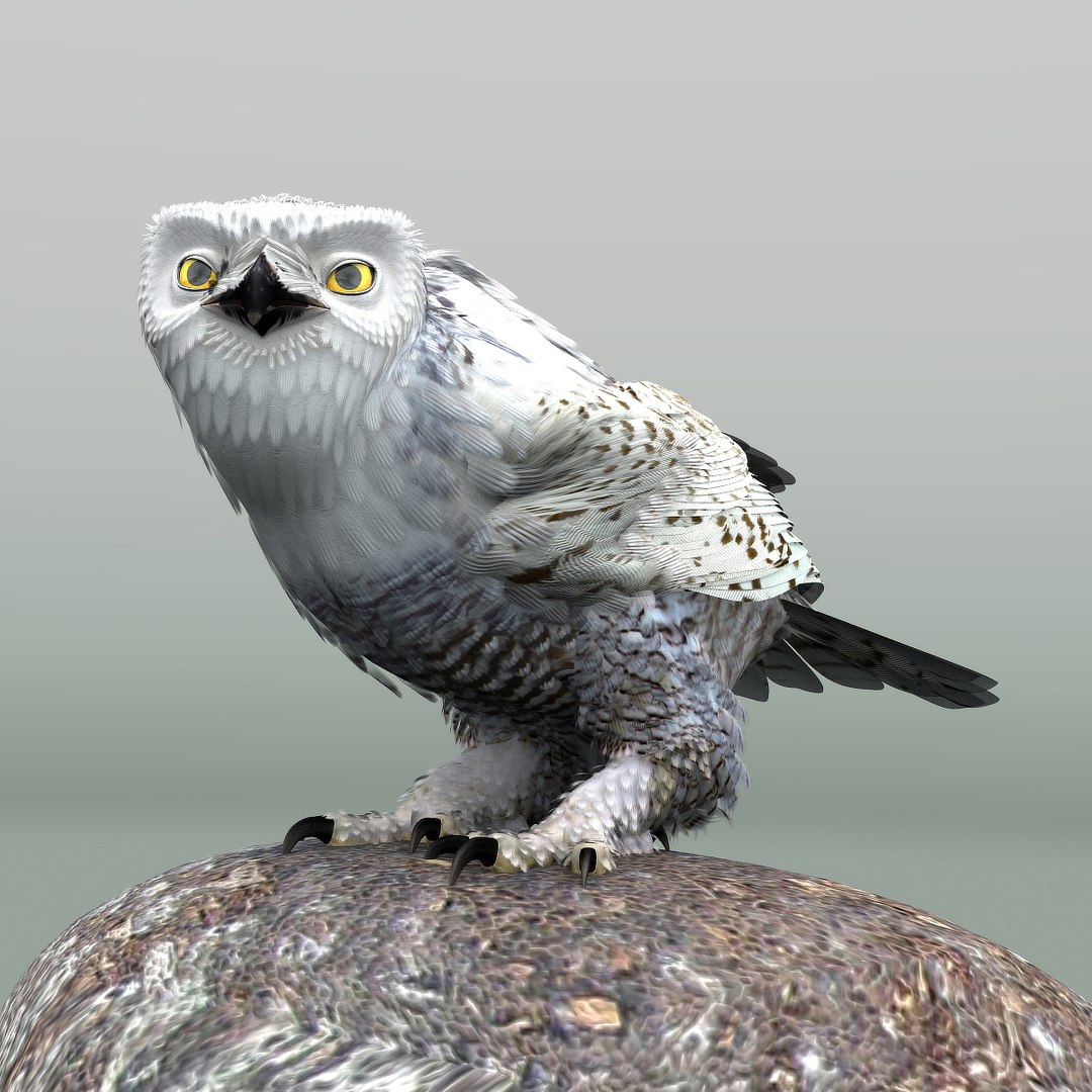 snowy owl 3d model