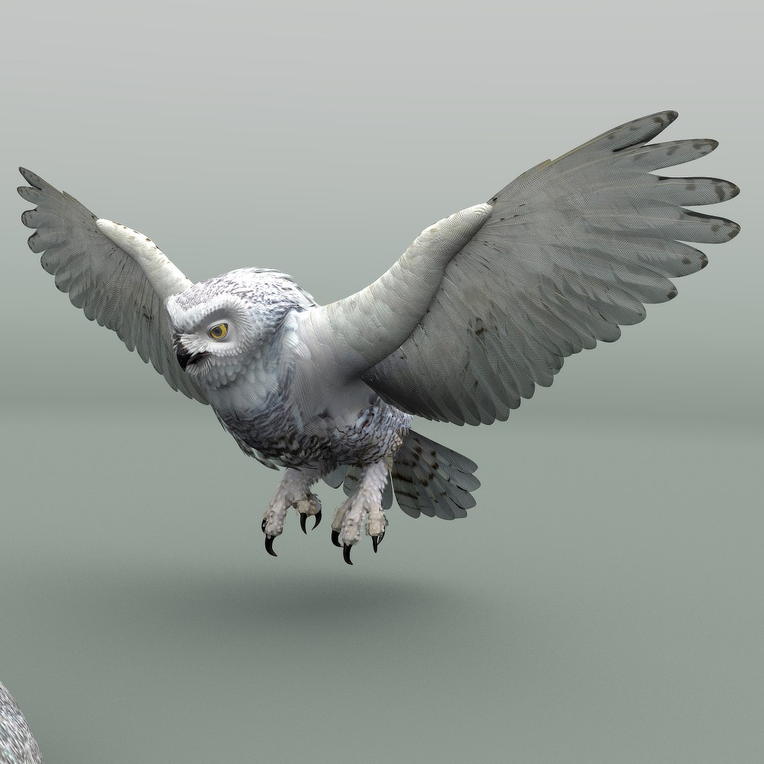 snowy owl 3d model