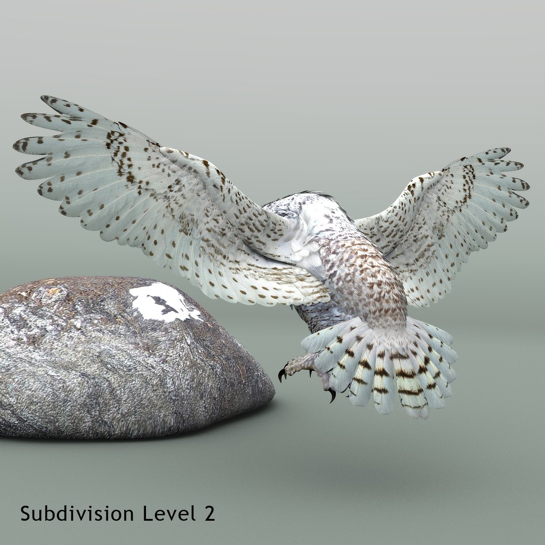 snowy owl 3d model