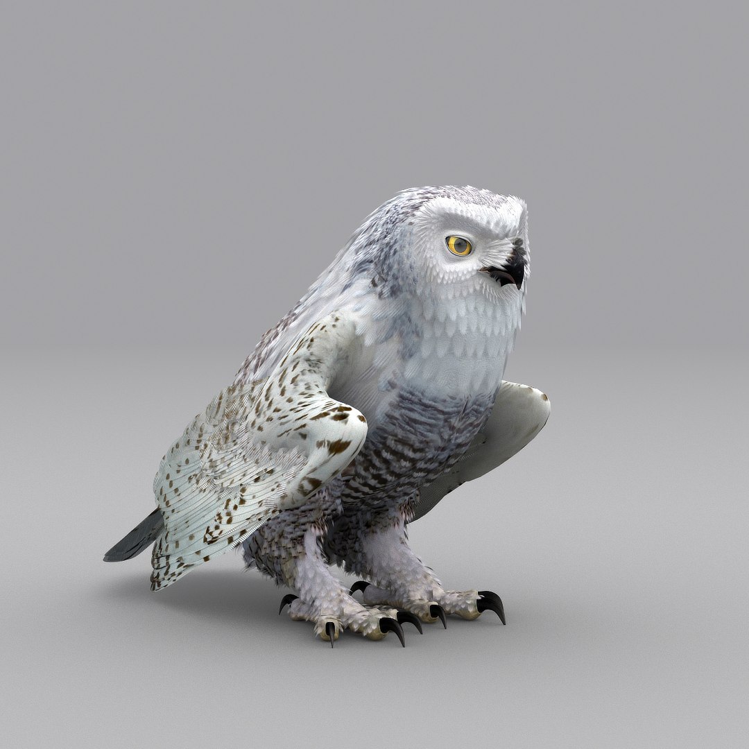 snowy owl 3d model