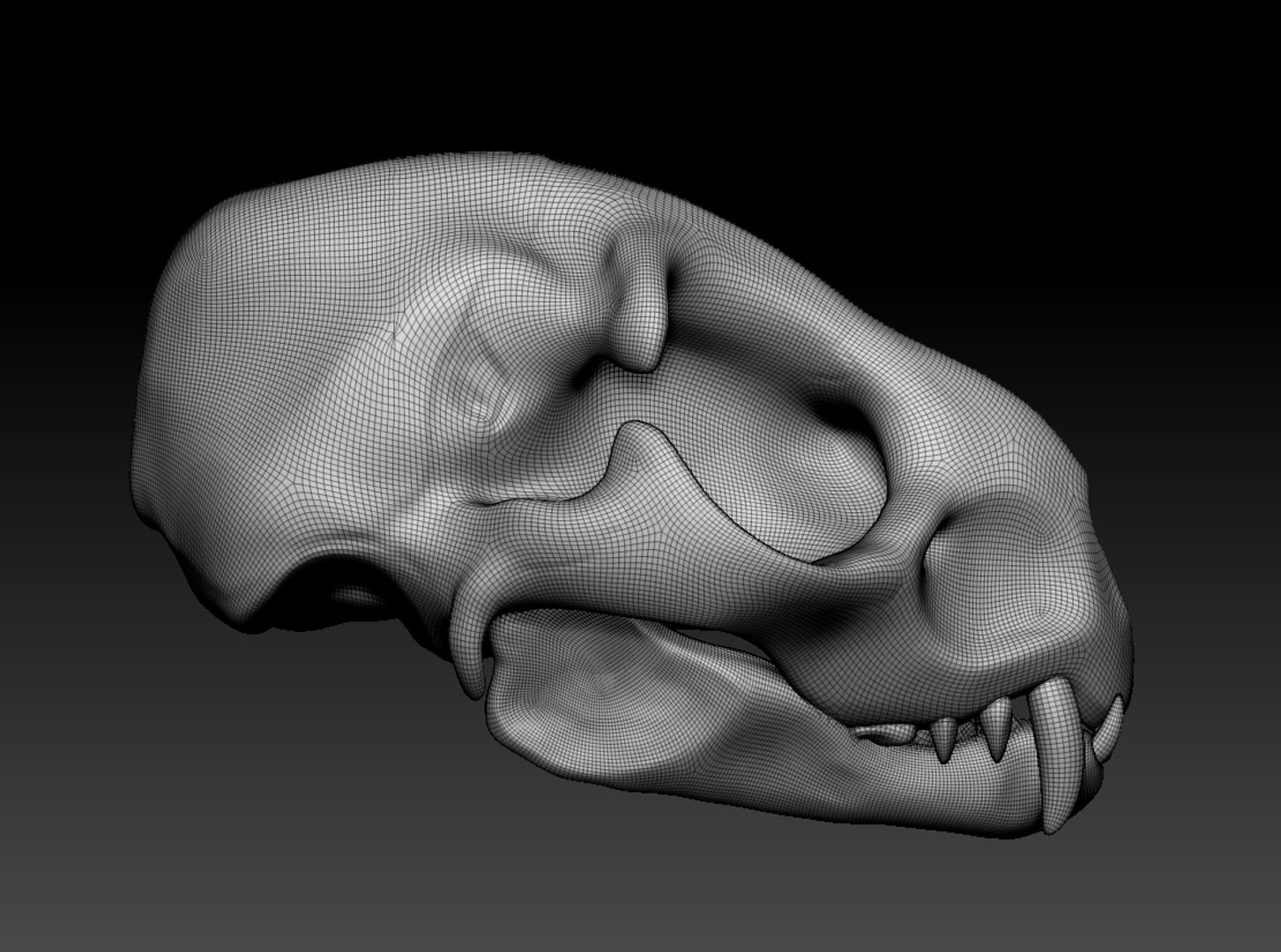 3D Model Cat Skull - TurboSquid 1338096