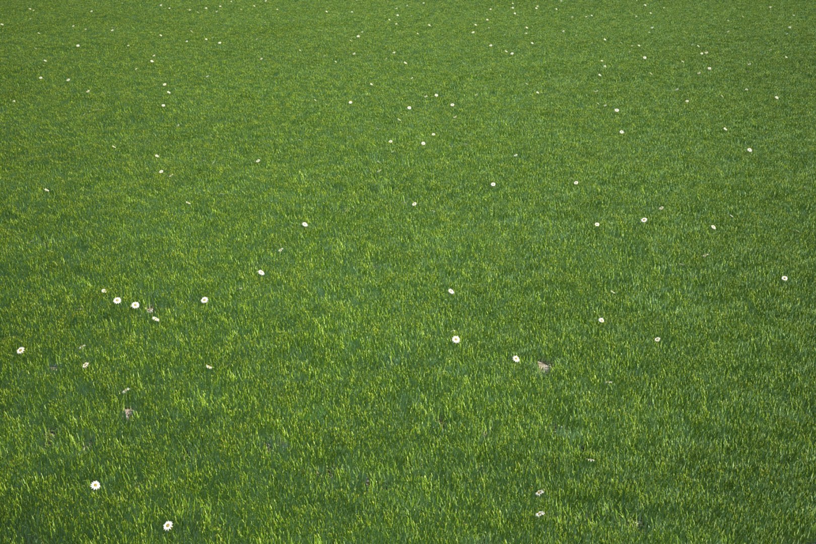 Grass Scatter 3d Max
