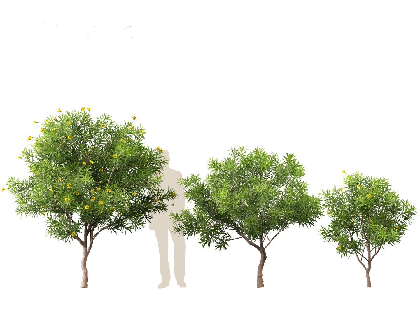Cascabela Thevetia - Yellow Oleander 3D Model - TurboSquid 2117854