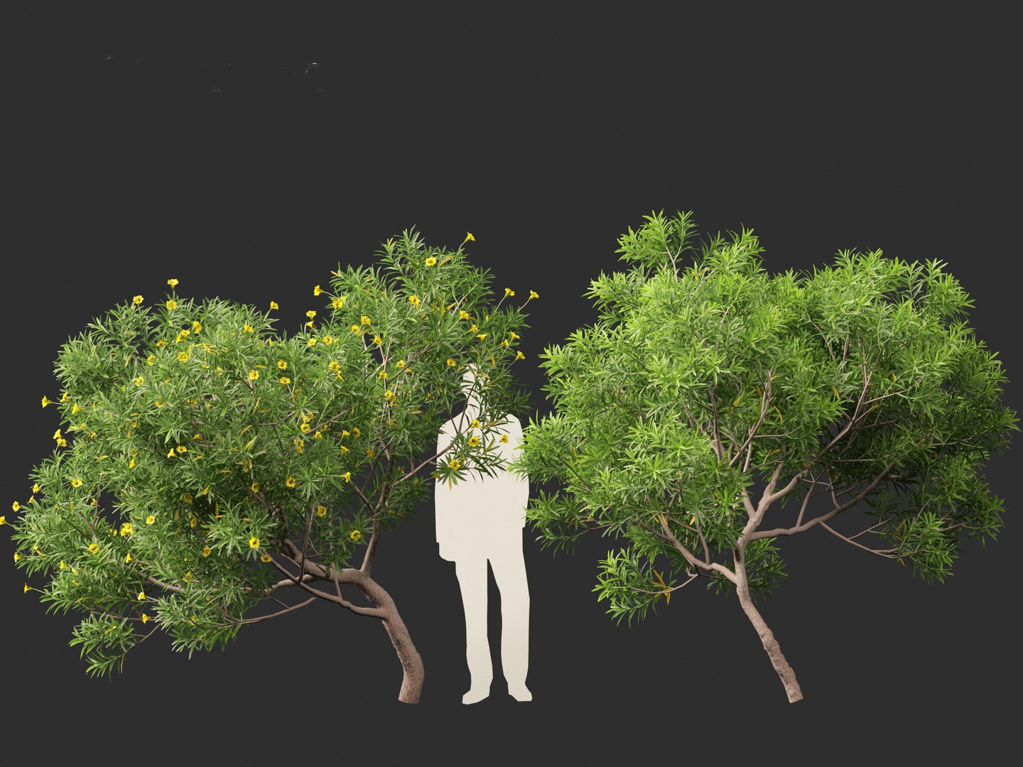 Cascabela Thevetia - Yellow Oleander 3D Model - TurboSquid 2117854