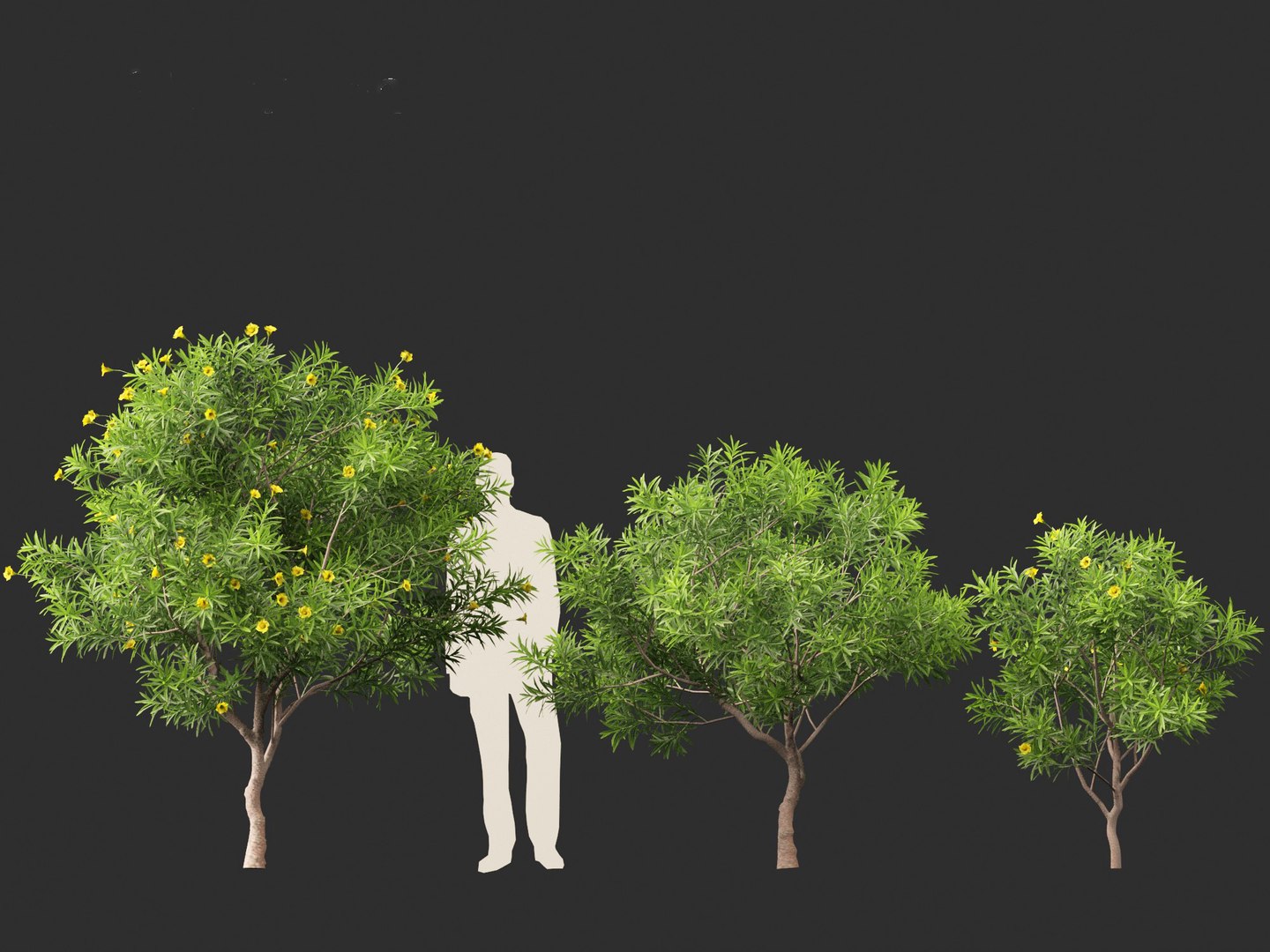 Cascabela Thevetia - Yellow Oleander 3D Model - TurboSquid 2117854