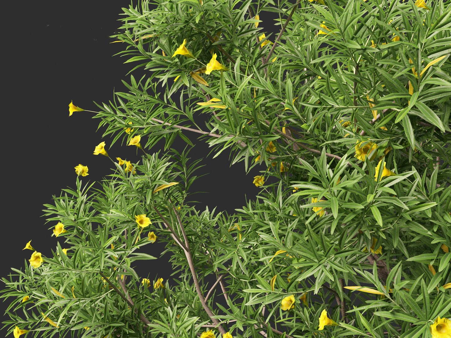 Cascabela Thevetia - Yellow Oleander 3D Model - TurboSquid 2117854