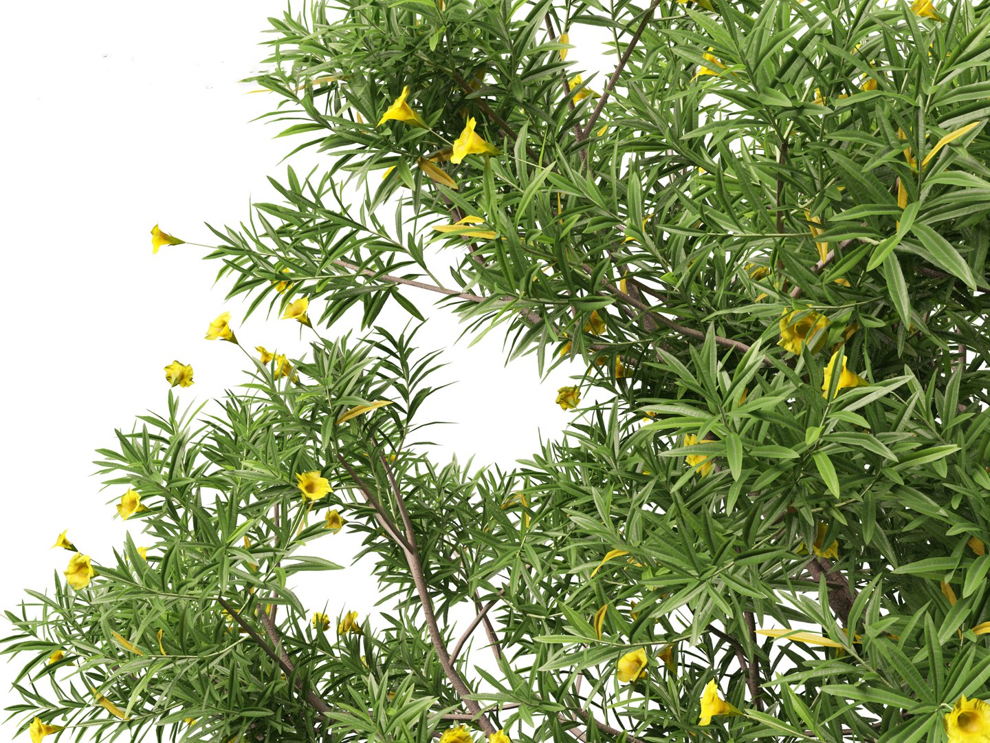 Cascabela Thevetia - Yellow Oleander 3D Model - TurboSquid 2117854