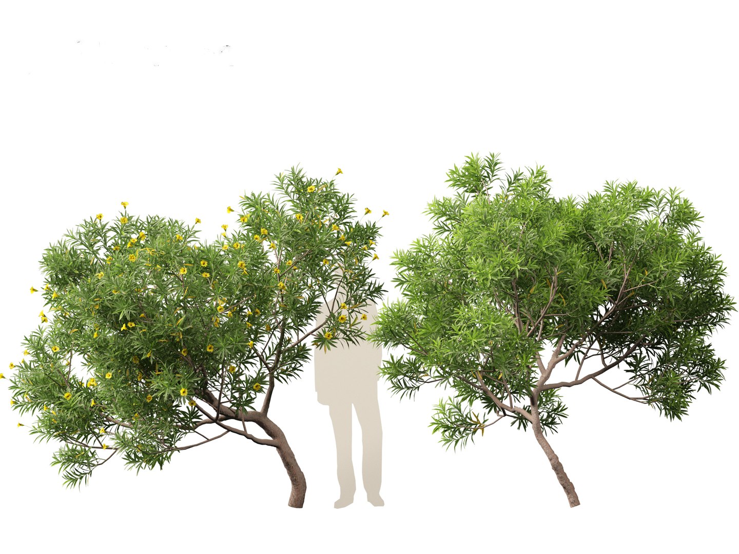 Cascabela Thevetia - Yellow Oleander 3D Model - TurboSquid 2117854