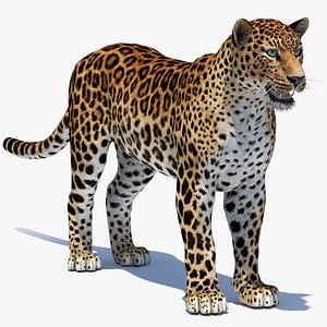 Low Poly 3D Amur Models For Download | TurboSquid