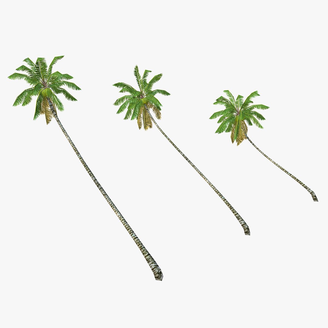Obj Coconut Palm Trees