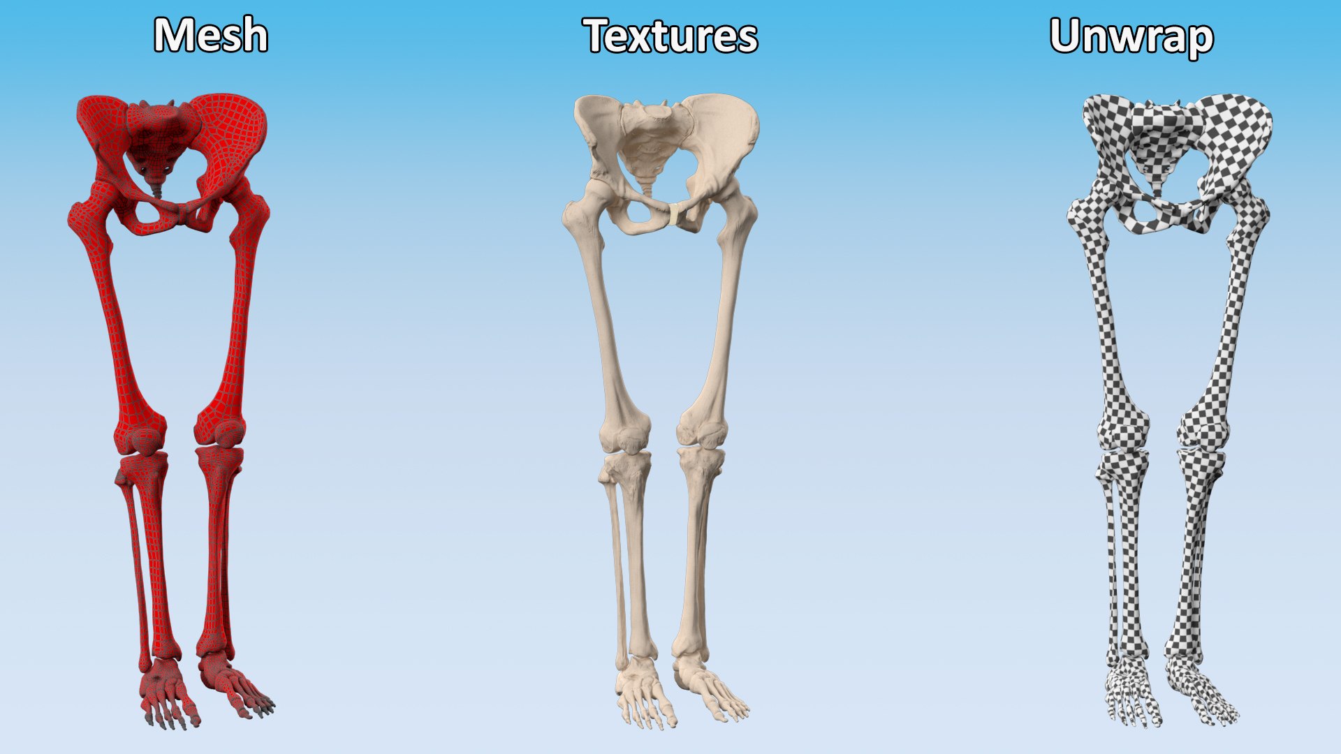 Female Leg Bones Anatomy 3D Model - TurboSquid 2386214