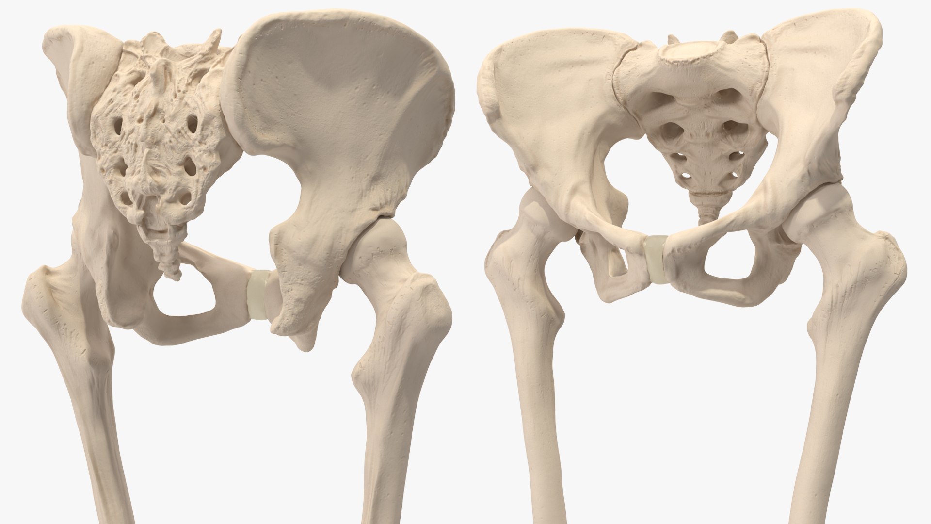 Female Leg Bones Anatomy 3D Model - TurboSquid 2386214