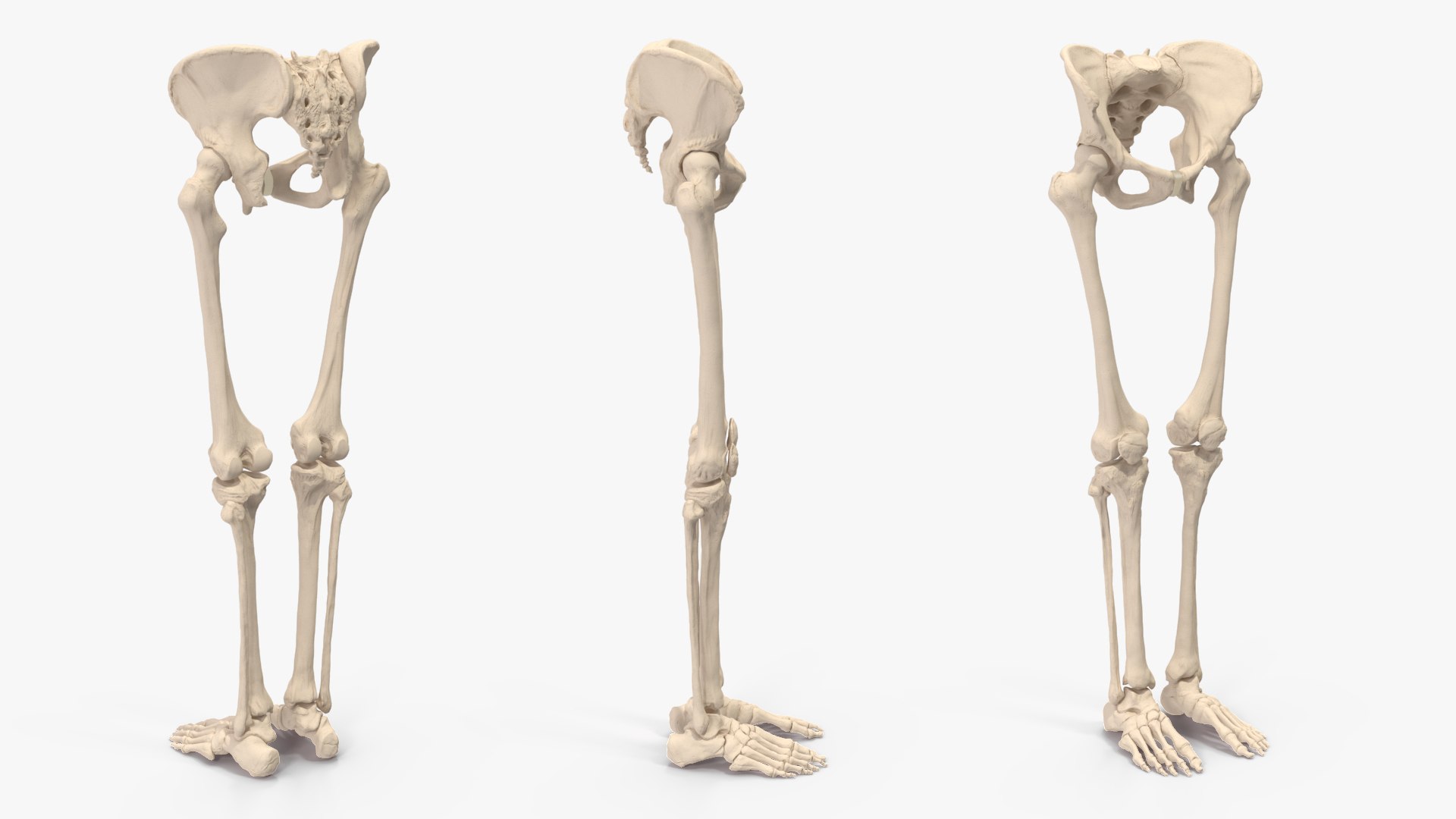 Female Leg Bones Anatomy 3D Model - TurboSquid 2386214