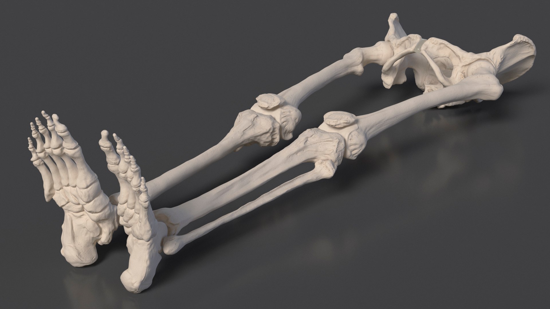 Female Leg Bones Anatomy 3D Model - TurboSquid 2386214