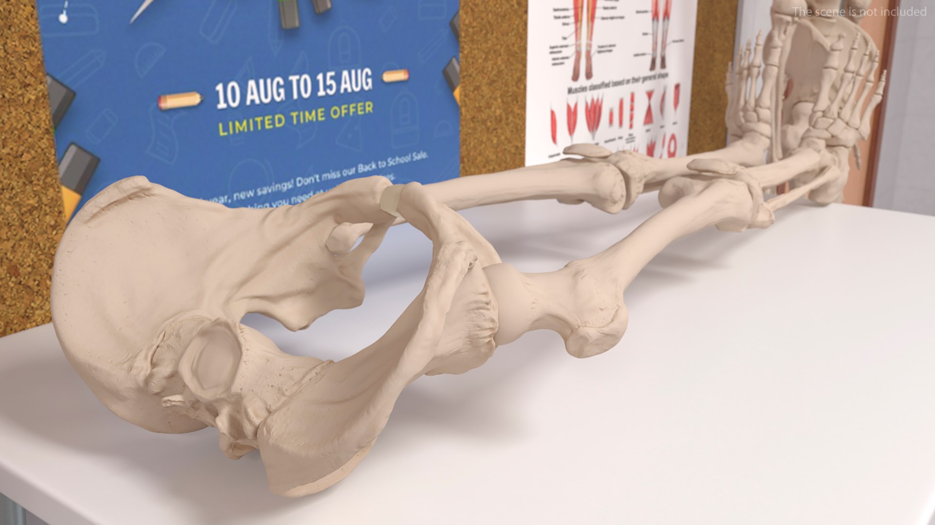Female Leg Bones Anatomy 3D Model - TurboSquid 2386214