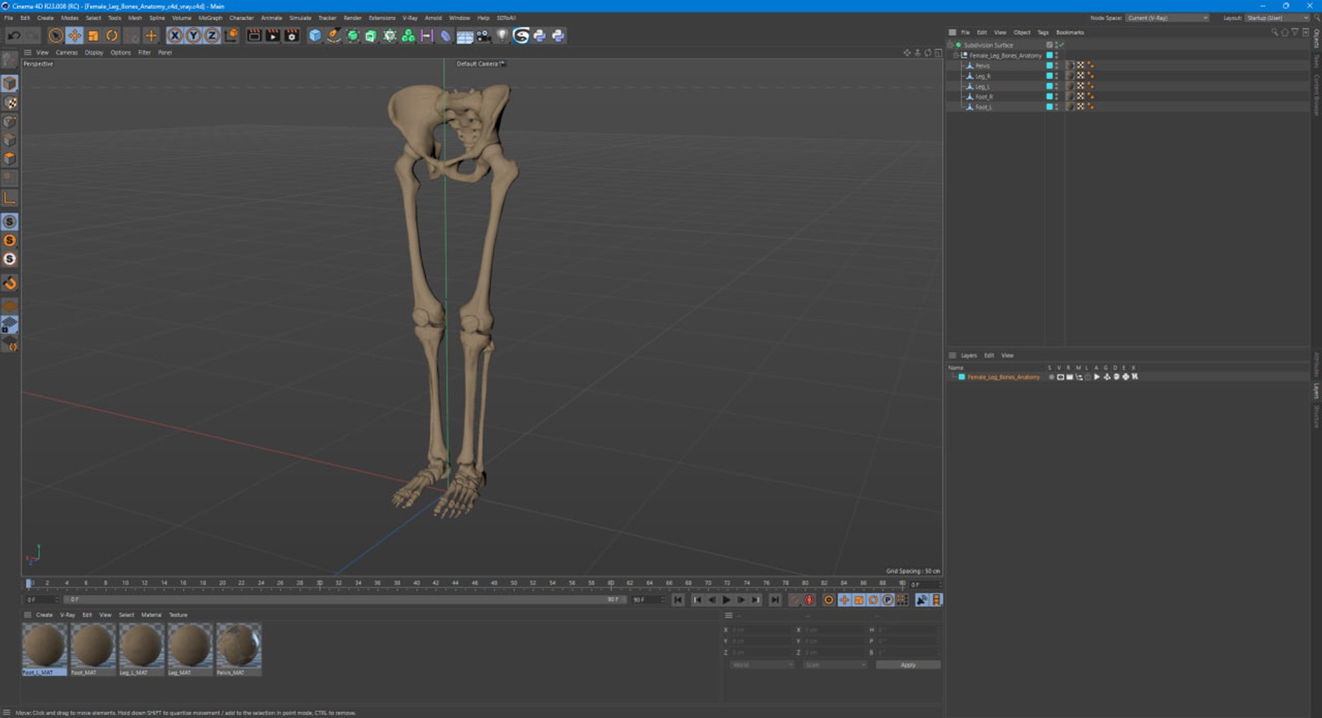 Female Leg Bones Anatomy 3D Model - TurboSquid 2386214