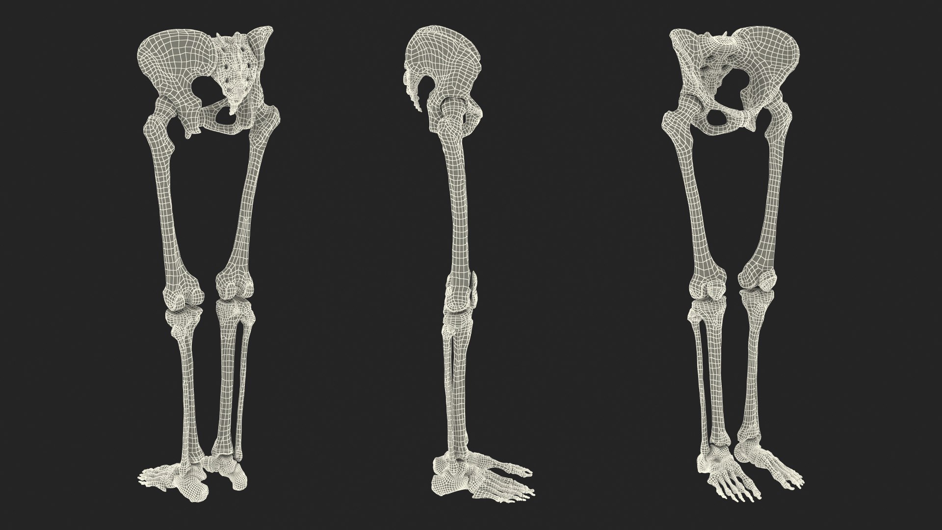 Female Leg Bones Anatomy 3D Model - TurboSquid 2386214