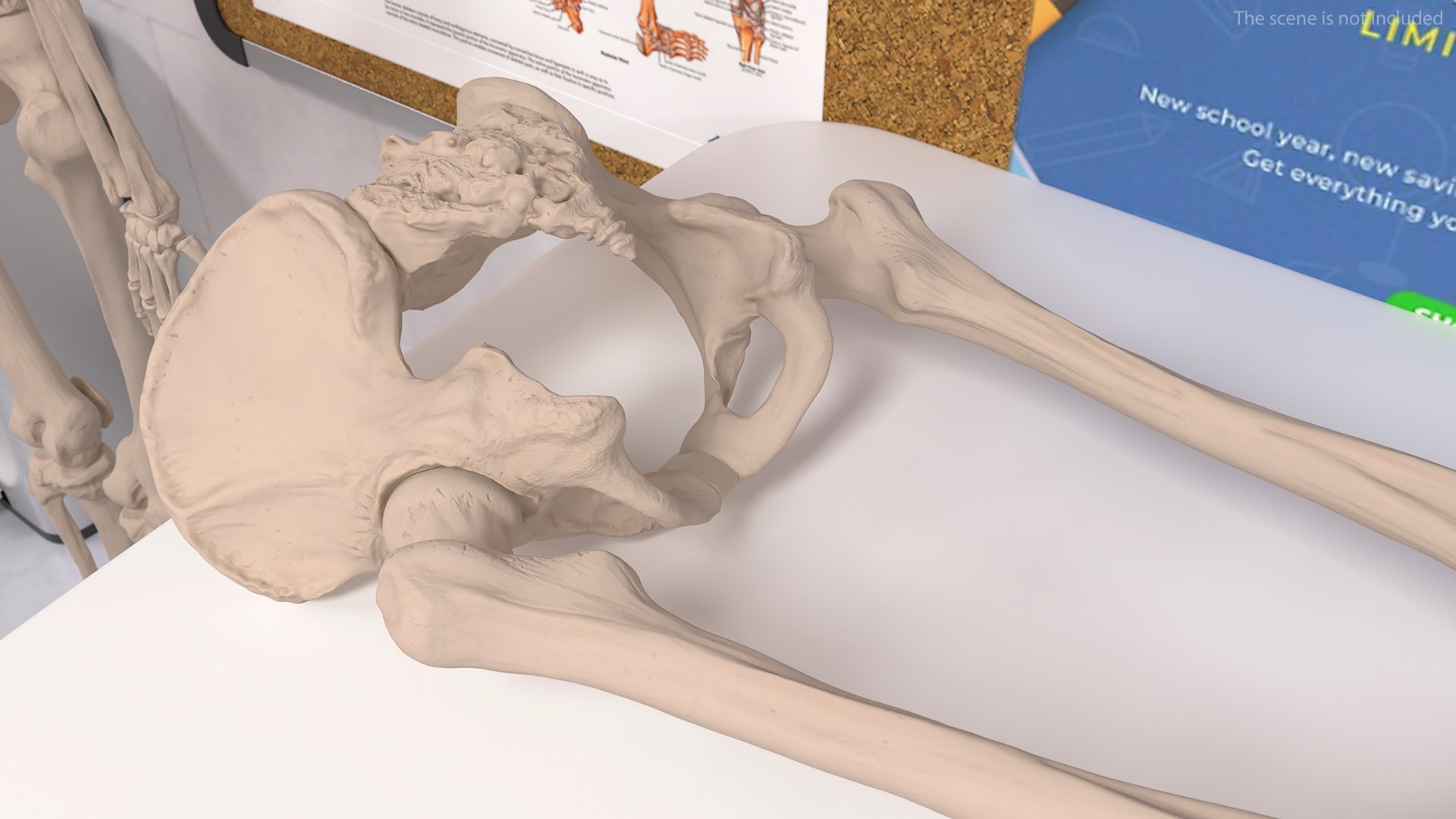 Female Leg Bones Anatomy 3D Model - TurboSquid 2386214