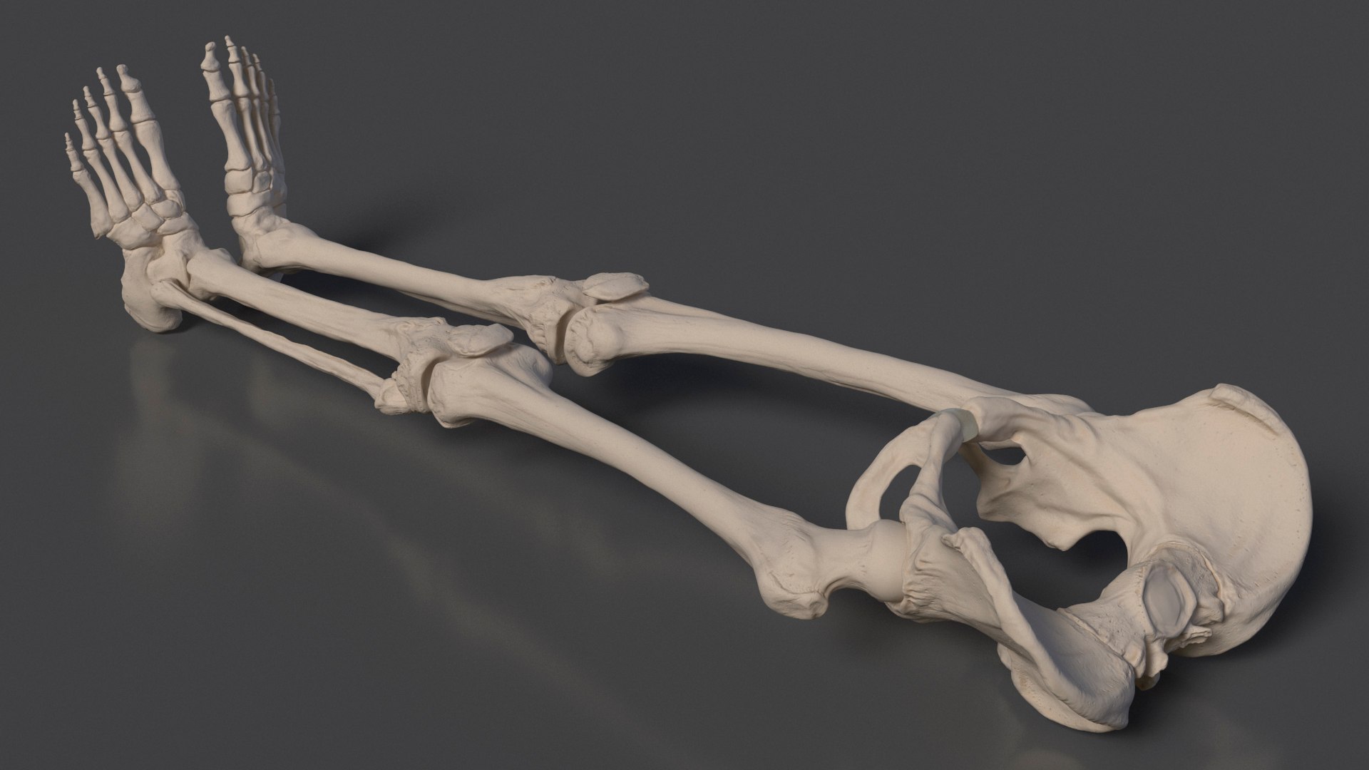 Female Leg Bones Anatomy 3D Model - TurboSquid 2386214
