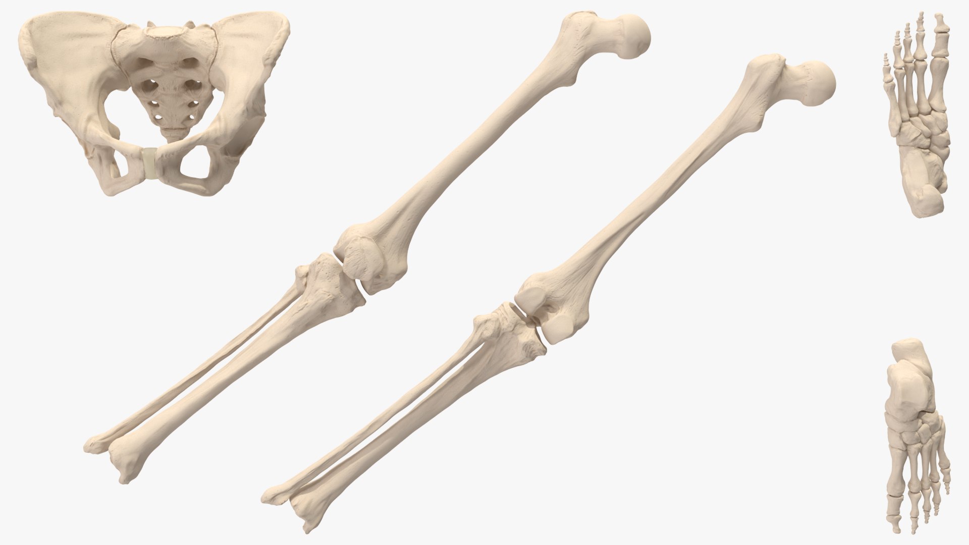 Female Leg Bones Anatomy 3D Model - TurboSquid 2386214