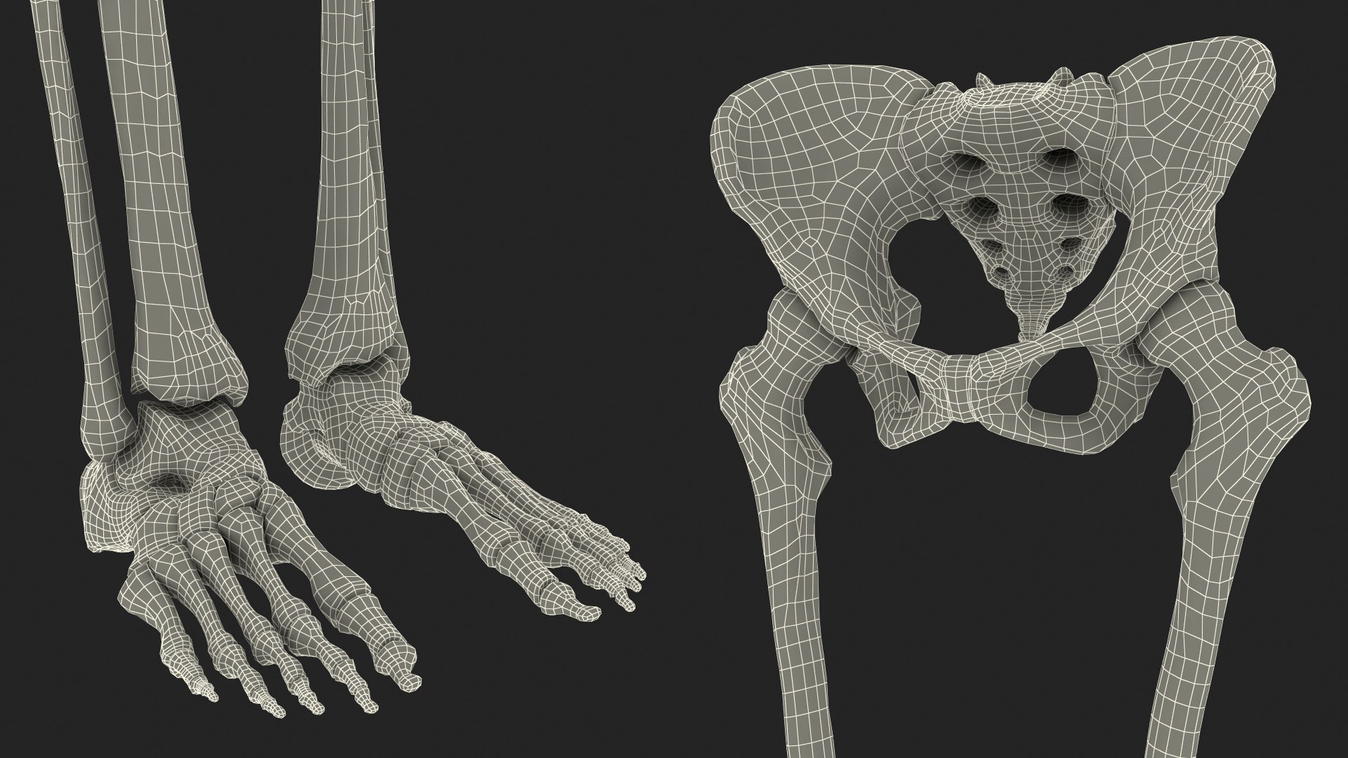 Female Leg Bones Anatomy 3D Model - TurboSquid 2386214