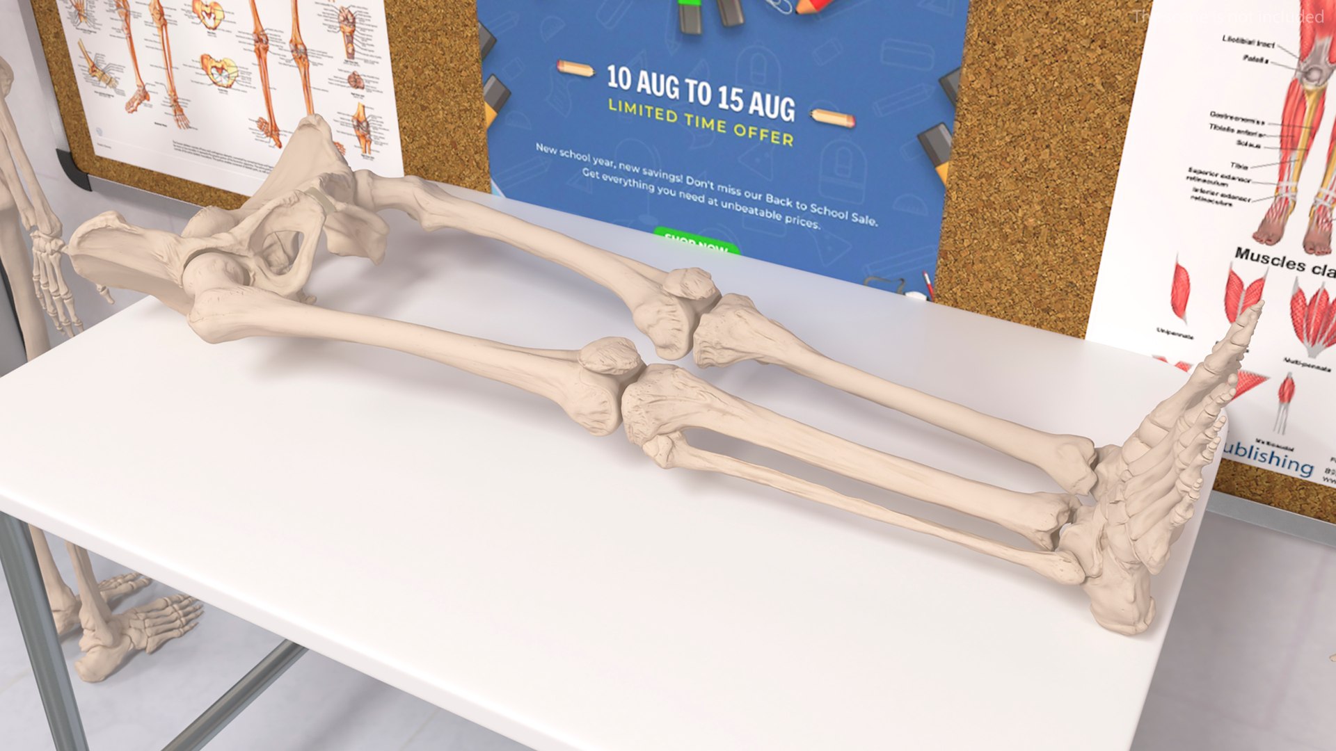 Female Leg Bones Anatomy 3D Model - TurboSquid 2386214