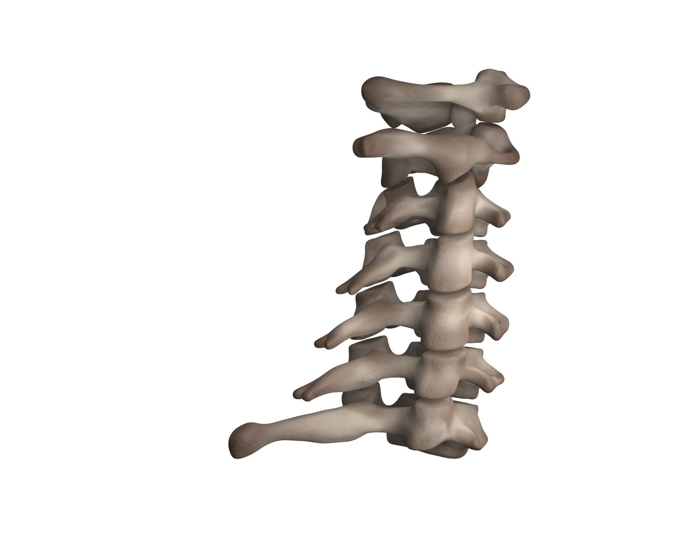 Cervical Spine 3D Model - TurboSquid 1786533