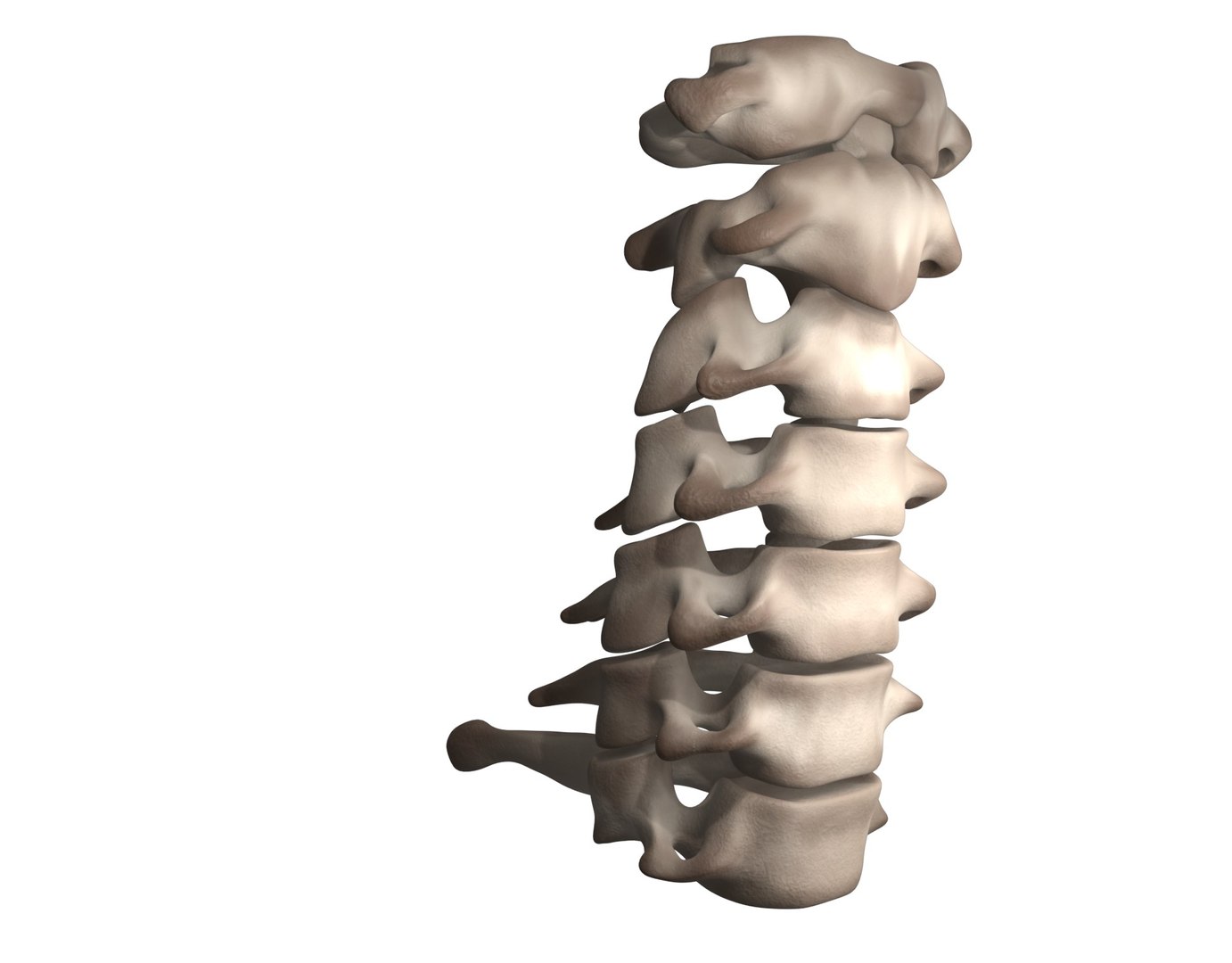 Cervical Spine 3D Model - TurboSquid 1786533