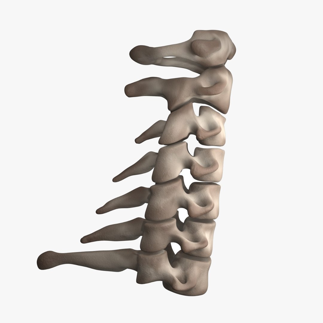 Cervical Spine 3D model - TurboSquid 1786533