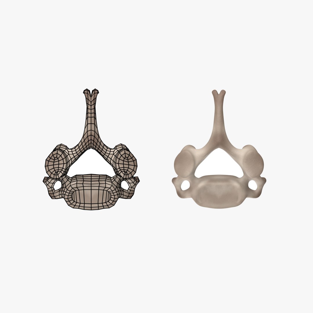 Cervical Spine 3D Model - TurboSquid 1786533