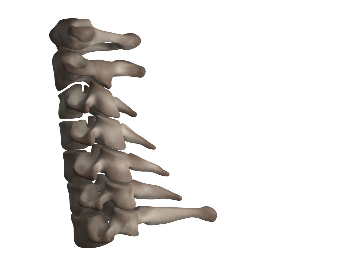 Cervical Spine 3D Model - TurboSquid 1786533